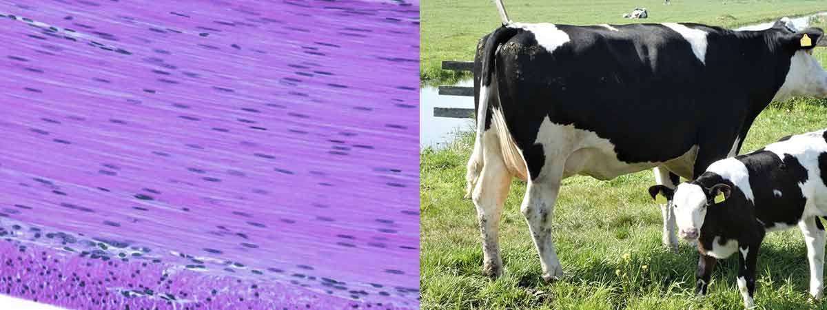 Economic Risks Linked to High Somatic Cell Count in Dairy Cows - SCCT