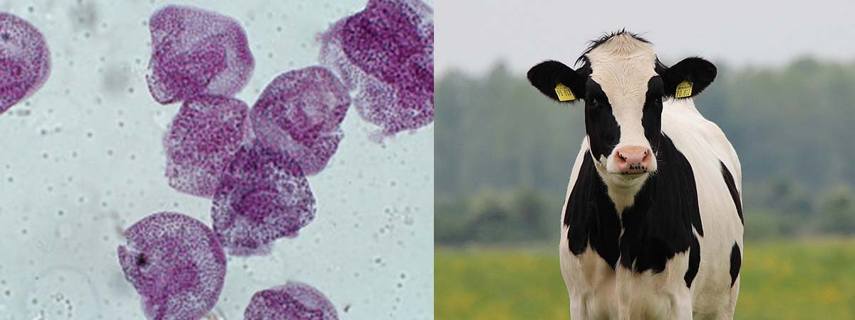 Analyzing Seasonal Fluctuations in Average Somatic Cell Count in Dairy ...