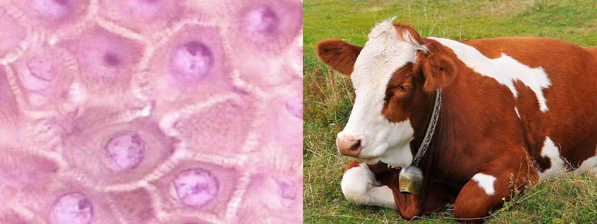 Understanding Normal Somatic Cell Count in Cows and Its Role in Udder ...