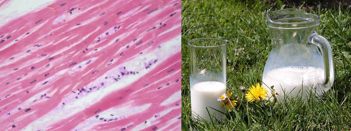 Somatic Cell Count in Dairy Production and Its Link to Milk Hygiene - SCCT