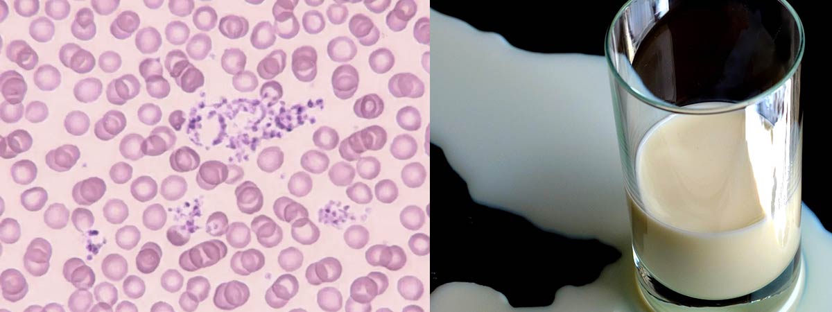 Where Do Somatic Cells Come From? A Deep Dive into Their Biological ...