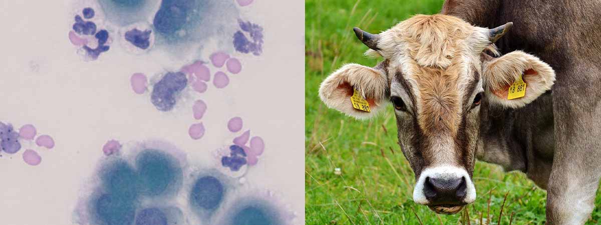 Principal Methods for Somatic Cell Count Testing in Modern Dairying - SCCT