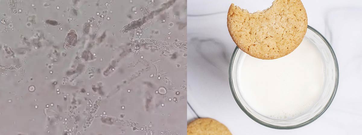 Choosing the Right Sampling Time for Accurate Milk Test Results - SCCT