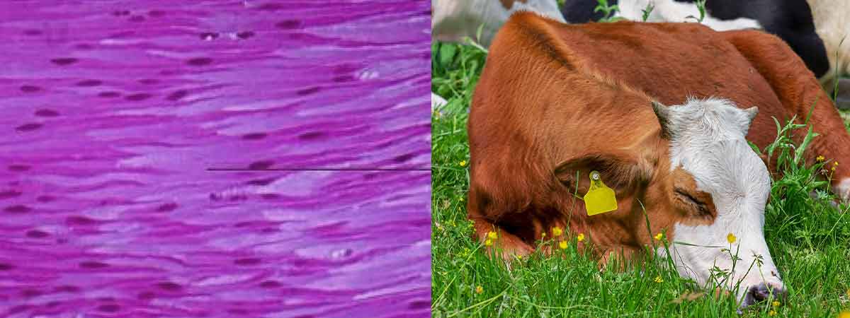 Step-by-Step Guide to Building Your On-Farm Somatic Cell Count ...