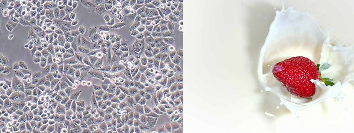 Bulk Tank Somatic Cell Count Trends Every Dairy Farmer Should Know - SCCT