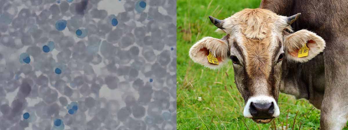 Evaluating Culling Strategies for High Somatic Cell Count in Dairy Cows ...