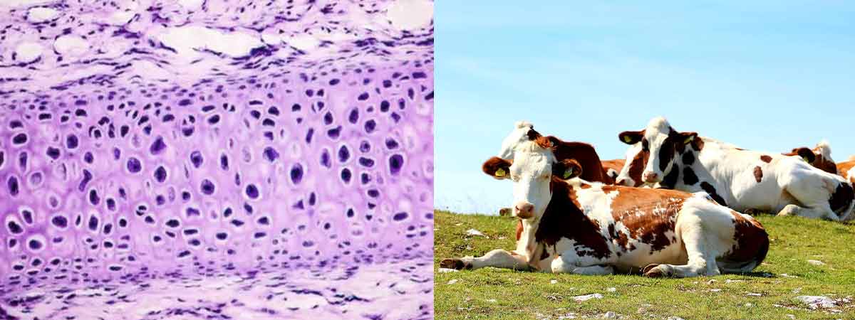 The Role of Bacterial Culture in Diagnosing Mastitis in Cattle - SCCT