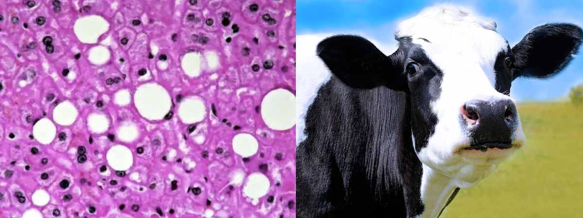The Effect of High SCC on Yogurt and Other Fermented Dairy Products - SCCT