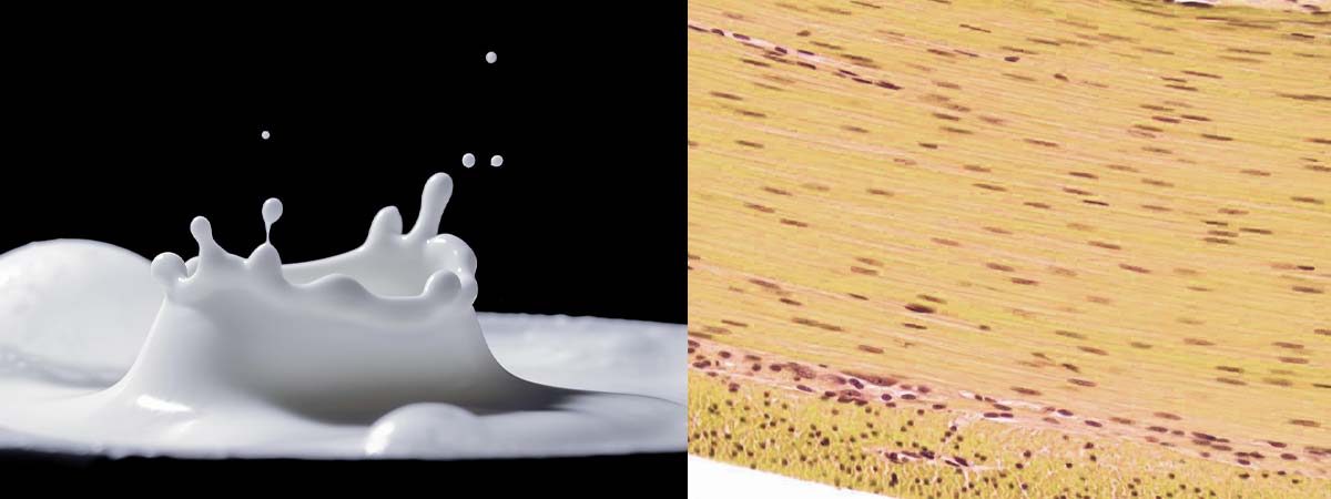 Understanding the Link Between Somatic Cell Count and Milk Composition ...