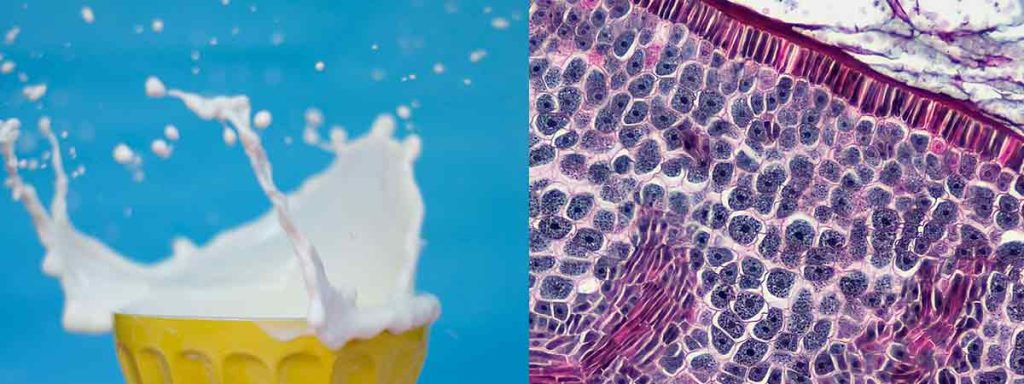 Steps to Meet Somatic Cell Count Standards for Export-Grade Milk - SCCT