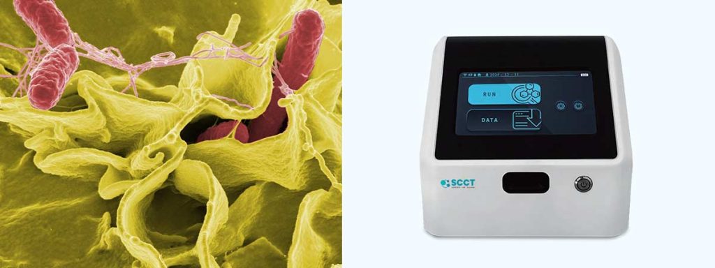 How Does Staph aureus Become a Long-Term Problem on Farms? - SCCT