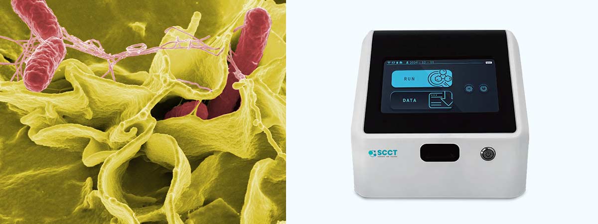 How Does Staph aureus Become a Long-Term Problem on Farms? - SCCT