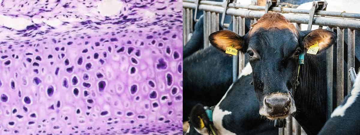 How Pre- and Post-Milking Teat Dipping Helps Control Somatic Cell Count ...