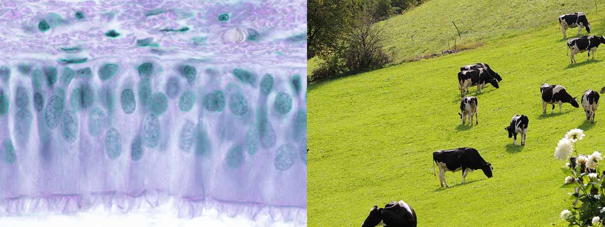 The Interrelationship Between Hoof Health and Udder Health in Dairy ...