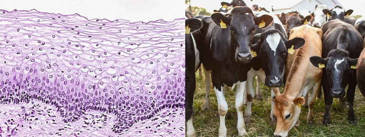 Streptococcus agalactiae and Its Impact on Somatic Cell Count in Cow ...